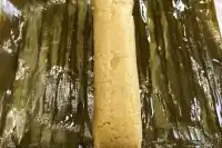 Budbud Kabog Recipe Recipe - Food.com