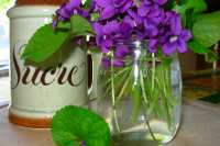 Homemade Crystallised Flowers - Violets Recipe - Food.com