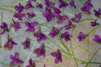 Homemade Crystallised Flowers - Violets Recipe - Food.com