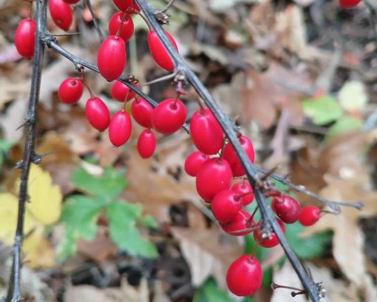 Barberry Jam Recipe - Food.com