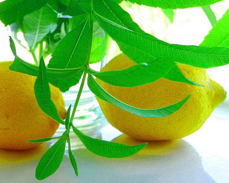 Lemon Verbena Lemonade Recipe - Food.com