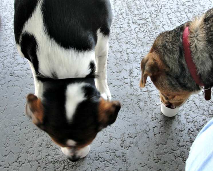 Boston Approved Pupcicles! Recipe - Easy GF Recipes