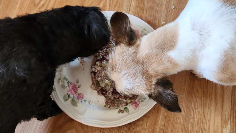 how to boil ground beef for dogs