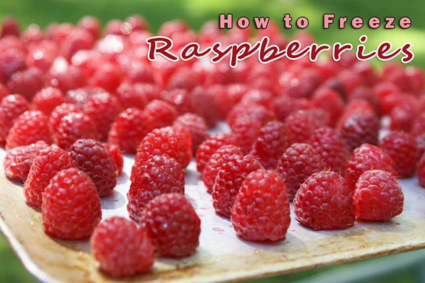 How to Freeze Raspberries Recipe - Food.com