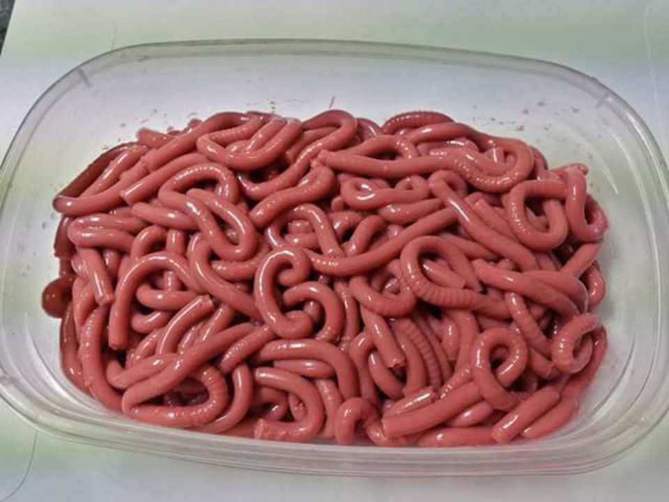 jello earthworms