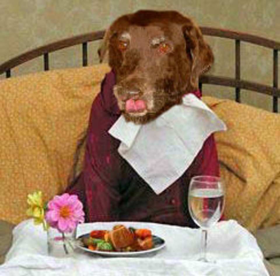 Droog’s Diabetic Dog Food With Vitamin Therapy Recipe - Food.com