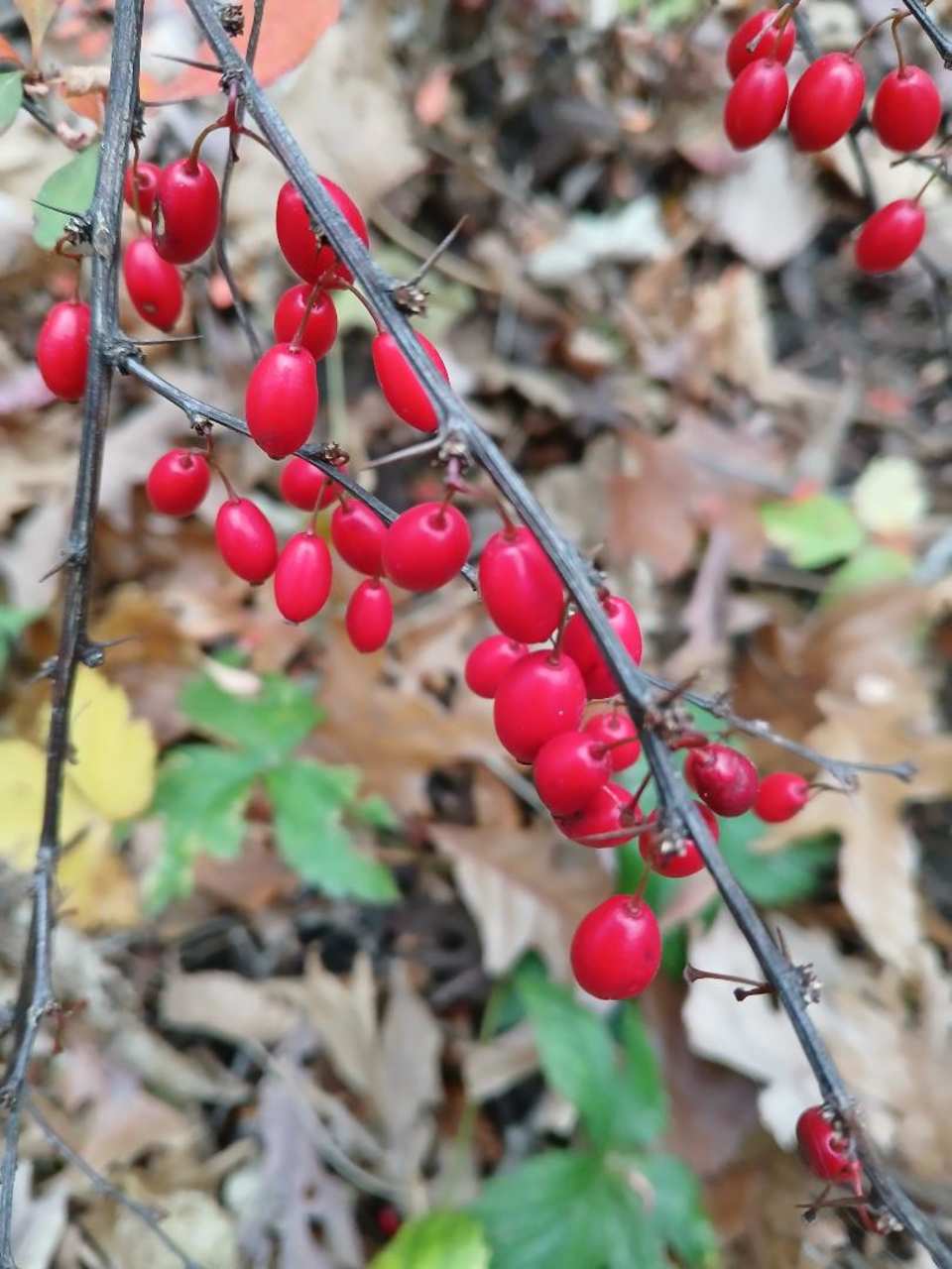 Barberry Jam Recipe - Food.com