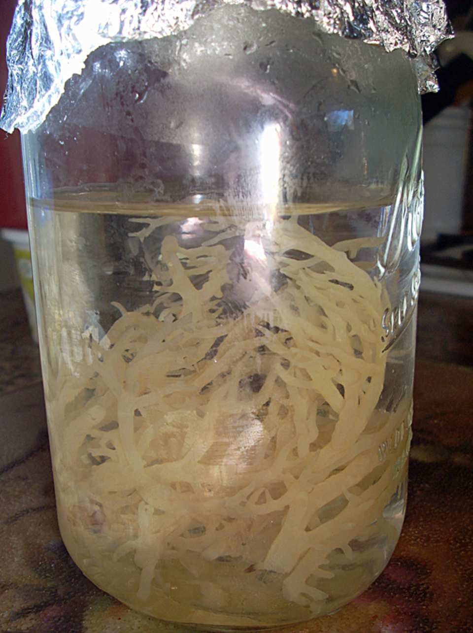 Irish Moss (Instructions for Preparation) Recipe - Food.com