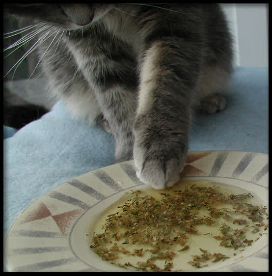 Honey, the Cat's Dipped the Nip Again ( Catnip Tea ) Recipe - Food.com