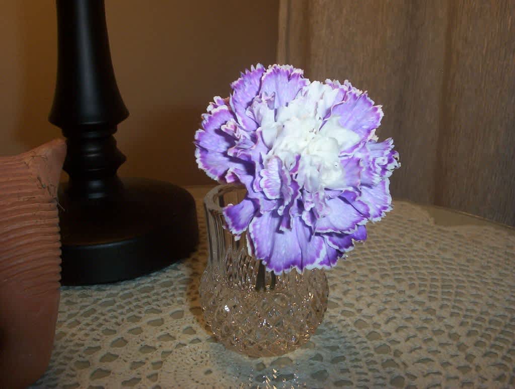 how to dye carnations with food coloring