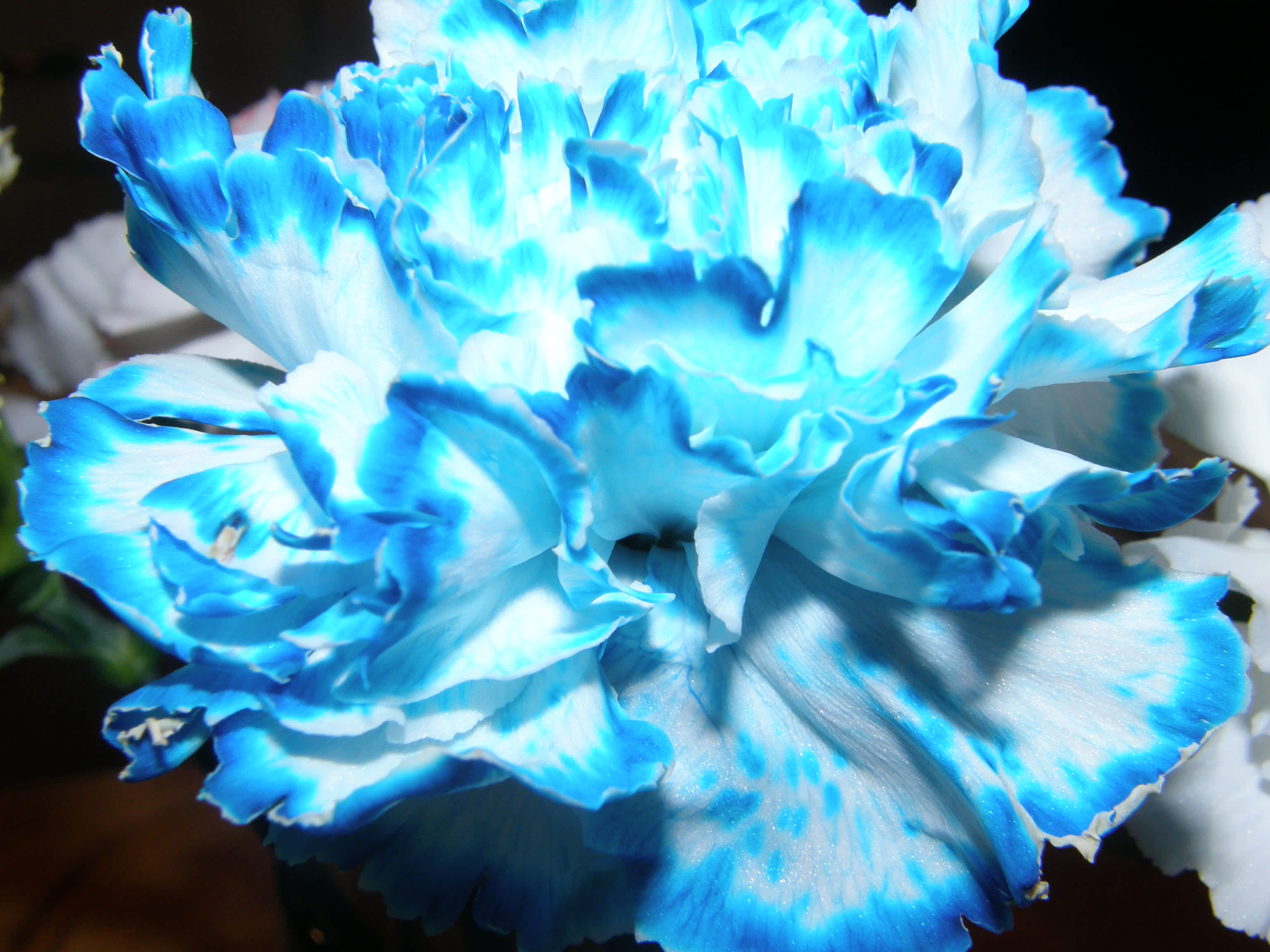 Color Changing Carnations Recipe - Food.com