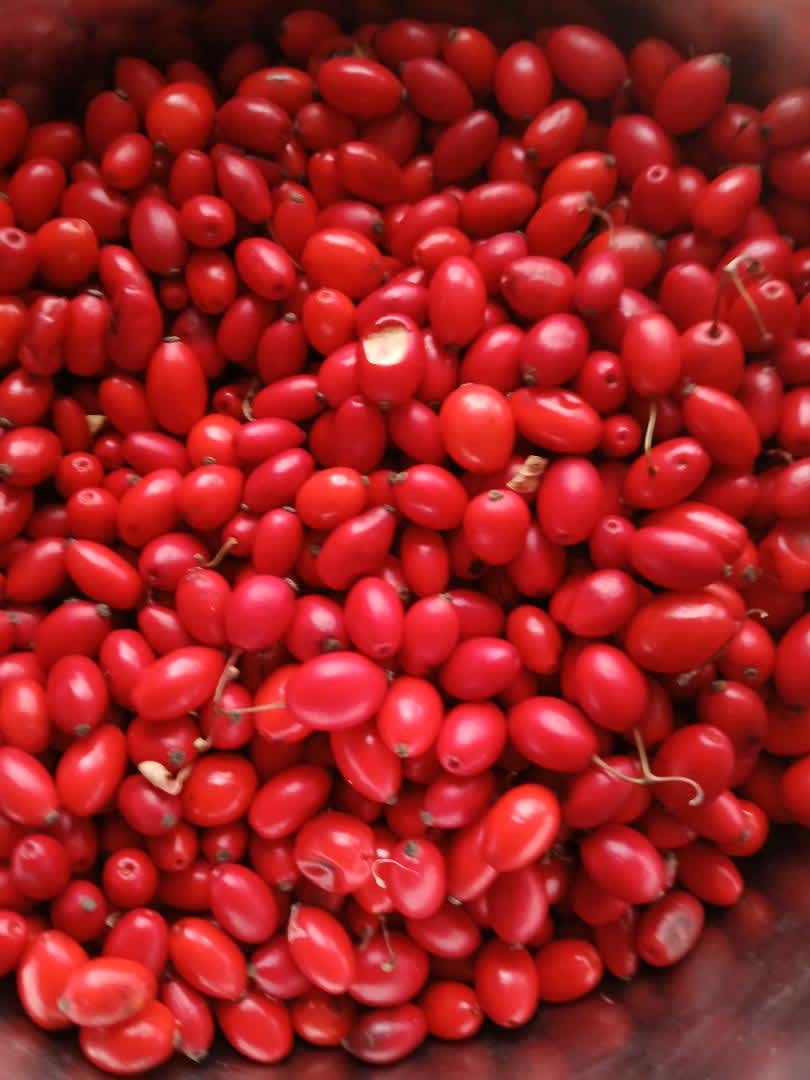 Barberry Jelly Recipe - Food.com