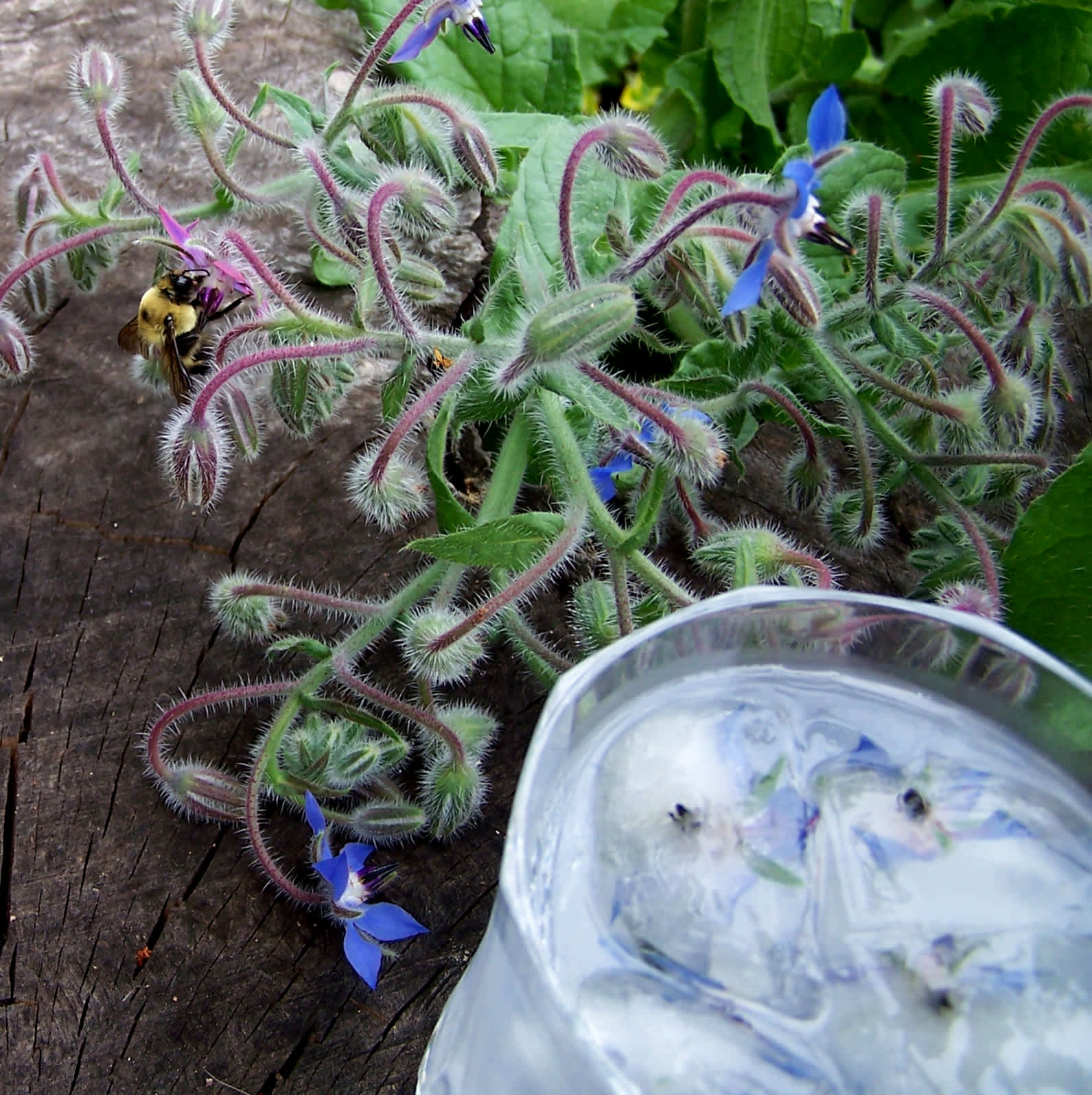 Borage Ice Cubes Recipe Food