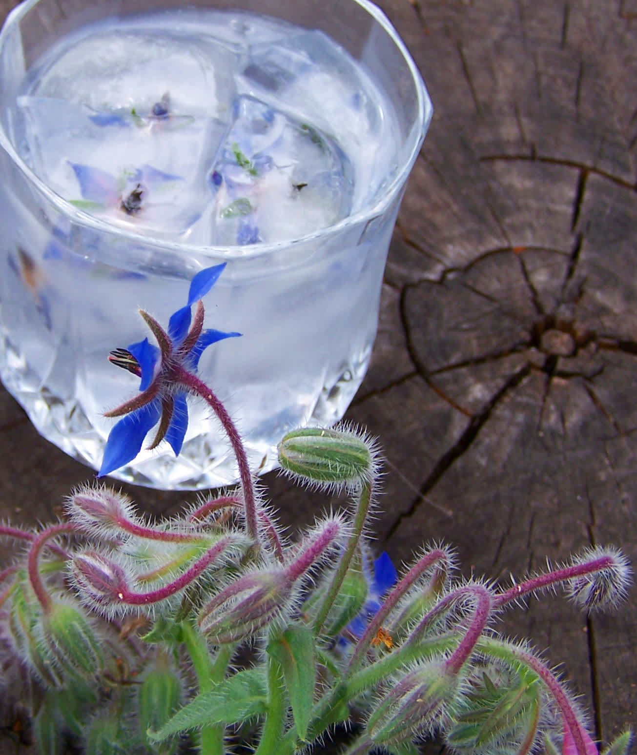 Borage Ice Cubes Recipe Food