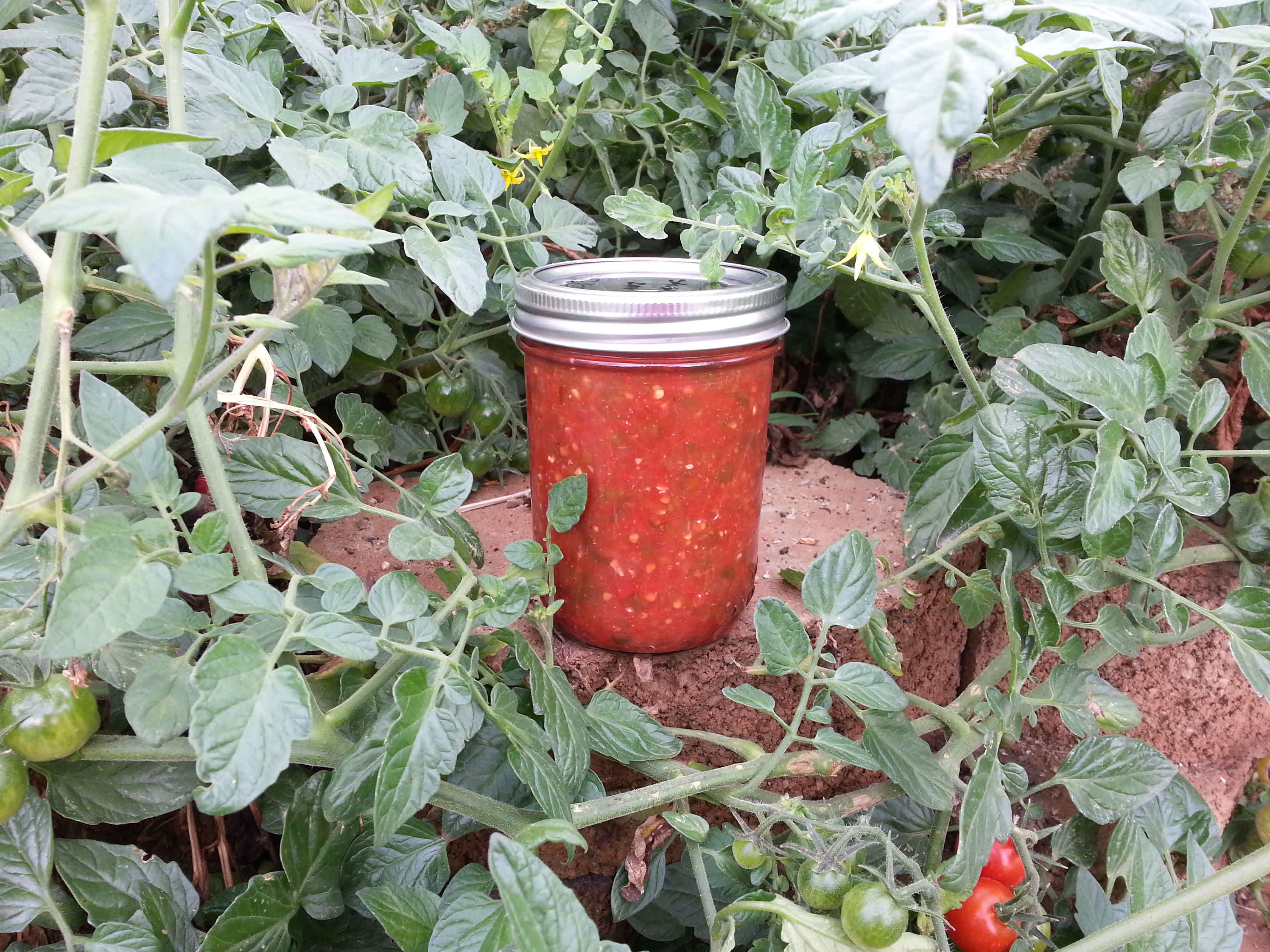 World Champion Bottled Salsa Recipe - Food.com