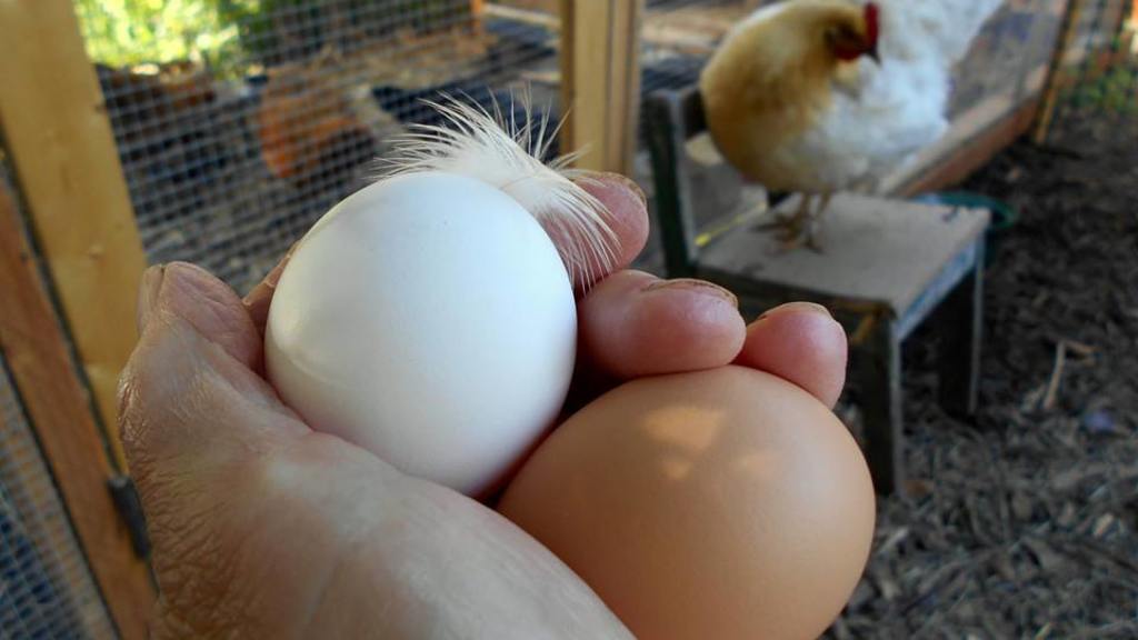 How to Boiled Eggs 101 Recipe - Food.com