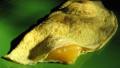 Peach Honey & Almond Omelette Recipe - Food.com