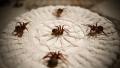 Caramel Nut Brown Recluse Spiders Recipe - Food.com