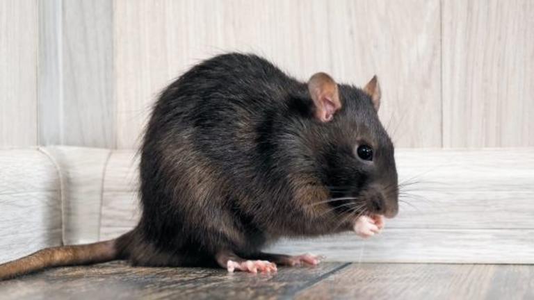 Rat Cheese Ball Recipe - Food.com