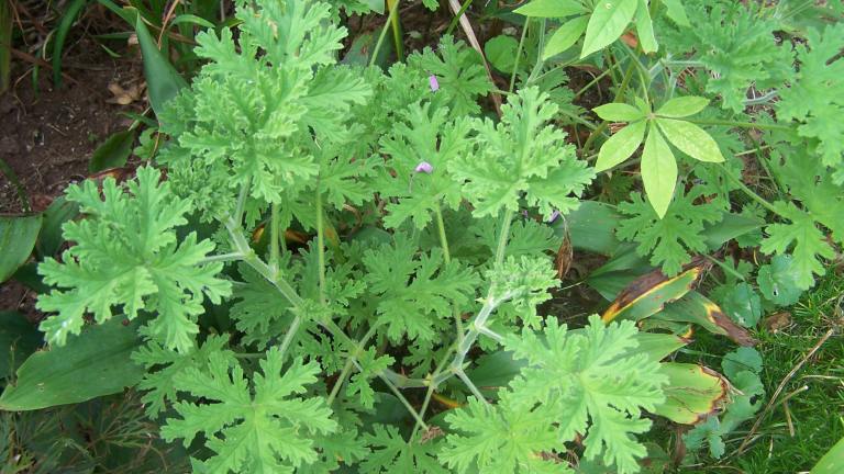 Virginia's Refreshing Geranium Tea Cooler Recipe - Food.com