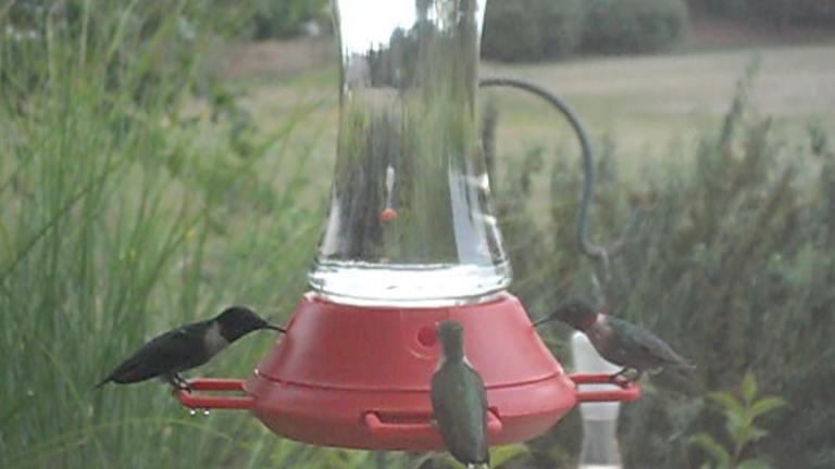 Ready-To-Serve Hummingbird Food Recipe - Food.com