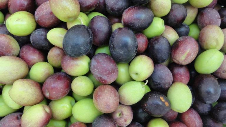 Brined and Marinated Greek-Style Olives Recipe - Food.com