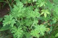 Virginia's Refreshing Geranium Tea Cooler Recipe - Food.com