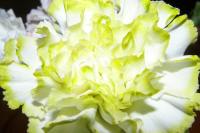 Color Changing Carnations Recipe - Food.com