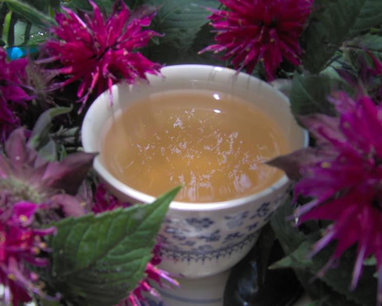 Bee Balm Tea Recipe - Food.com