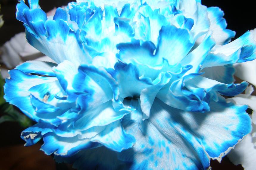 Color Changing Carnations Recipe - Food.com