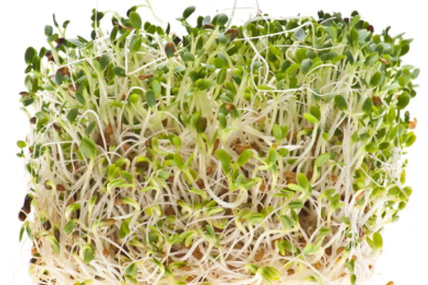 How to Sprout Alfalfa Recipe - Food.com