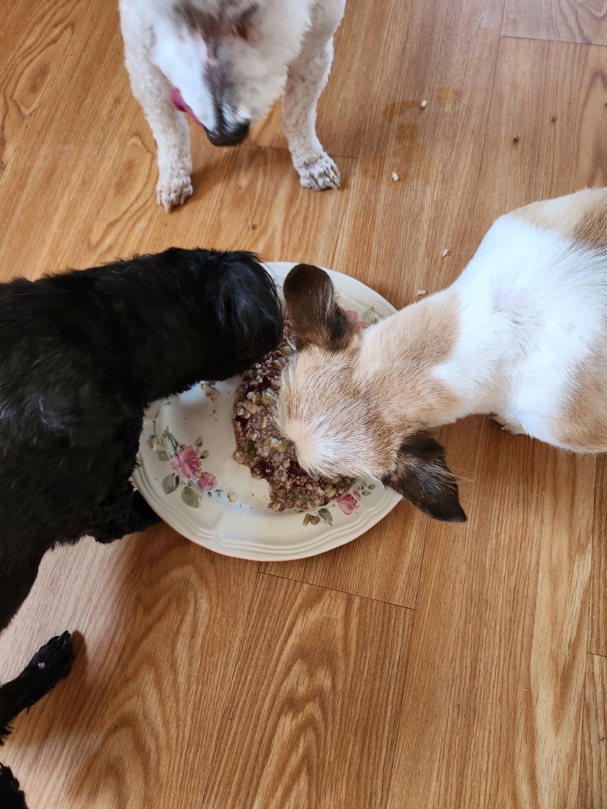 how to cook ground beef for dogs
