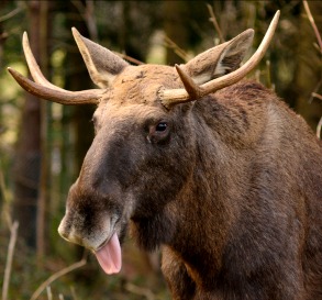 Funny Food And Joke Recipes - Food.com