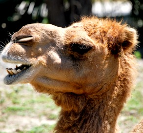 Funny Food And Joke Recipes - Food.com